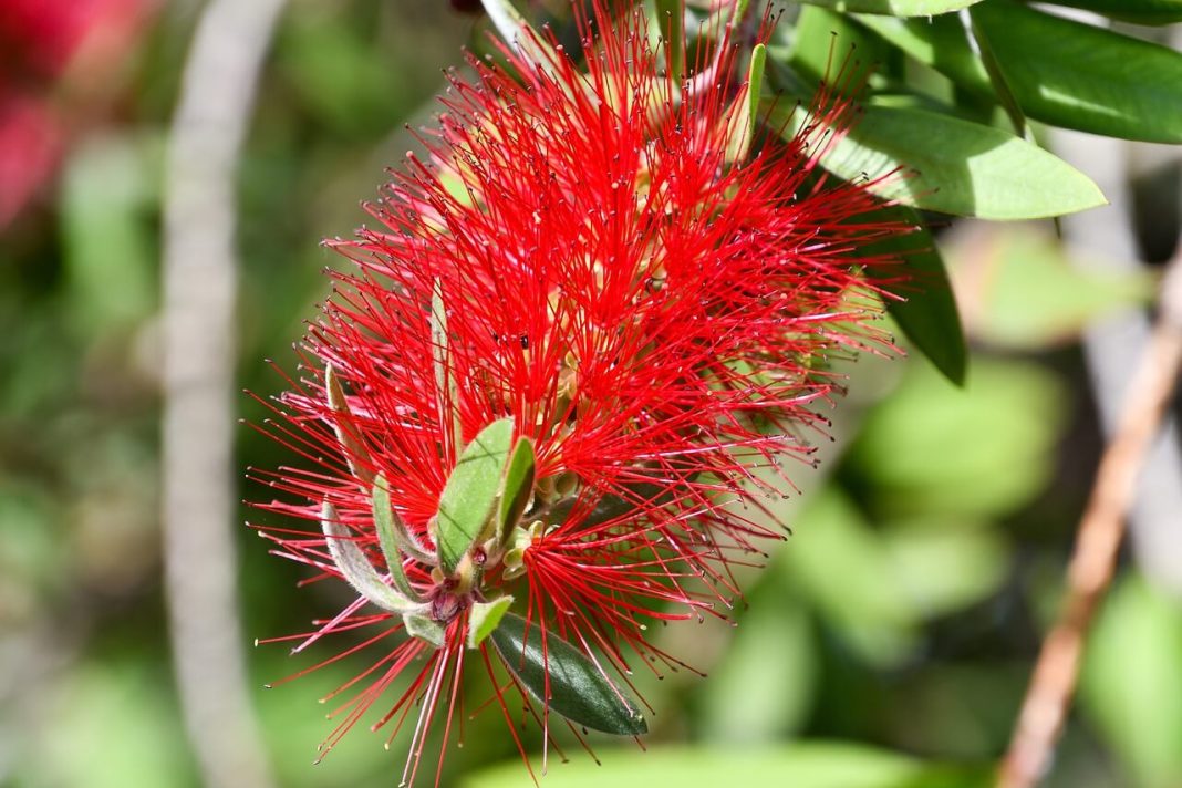 Bottle Brush Tree: Varieties, Growing and Caring For Callistemon