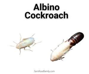 29+ Different Types Of Cockroaches With Pictures: Roach Identification Tips