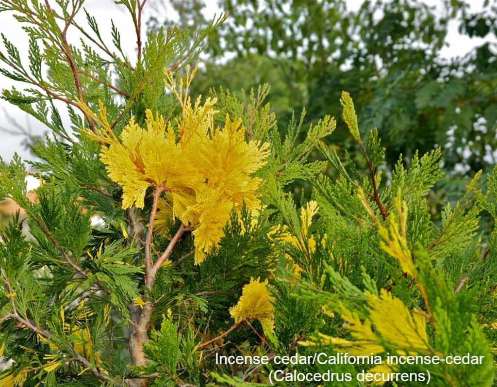10+ Different Types Of Cedar Trees & Wood With Identification & Pictures