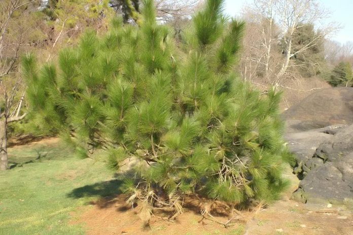 60+ Different Types Of Pine Trees (With Names and Pictures)
