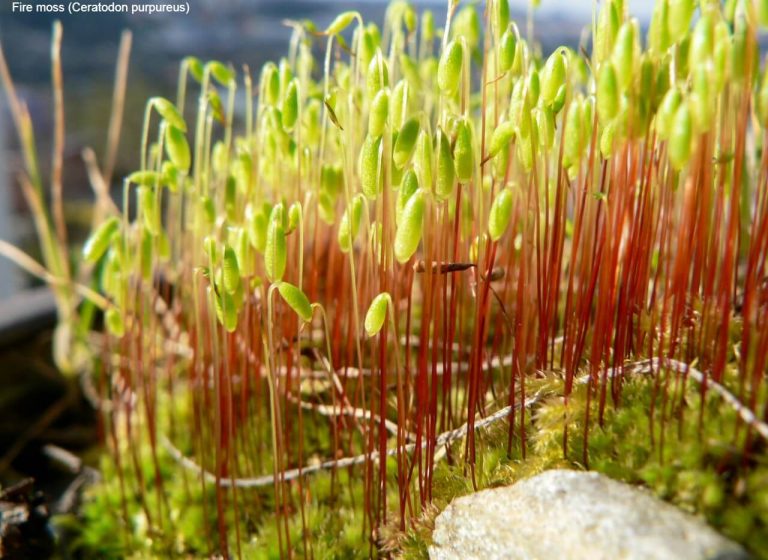 30+ Popular Types Of Mosses With Names, Pictures and Their Uses