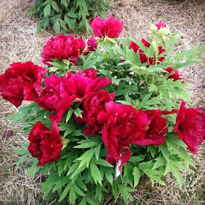 30+ Types Of Peonies - Tree, Herbaceous & Itoh (Pictures & Care Guide)