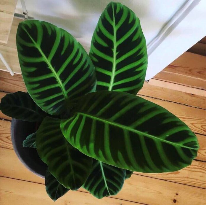 Calathea: Varieties, Growing and Care For Rattlesnake Plant, Zebra Plant