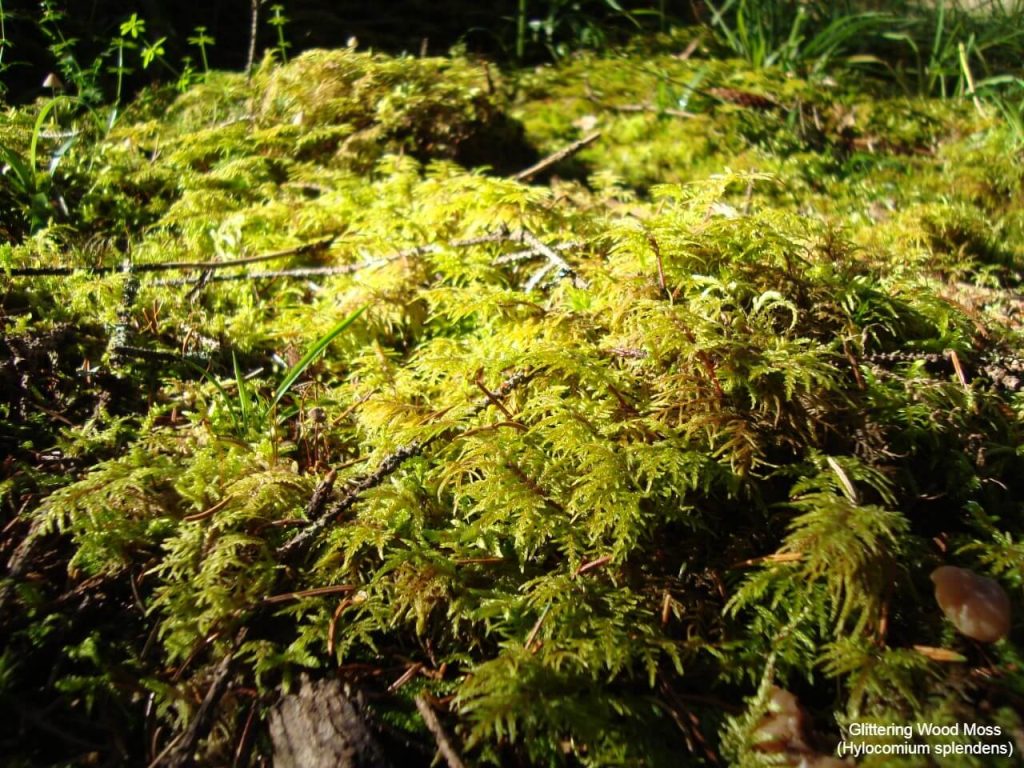 30+ Popular Types Of Mosses With Names, Pictures and Their Uses
