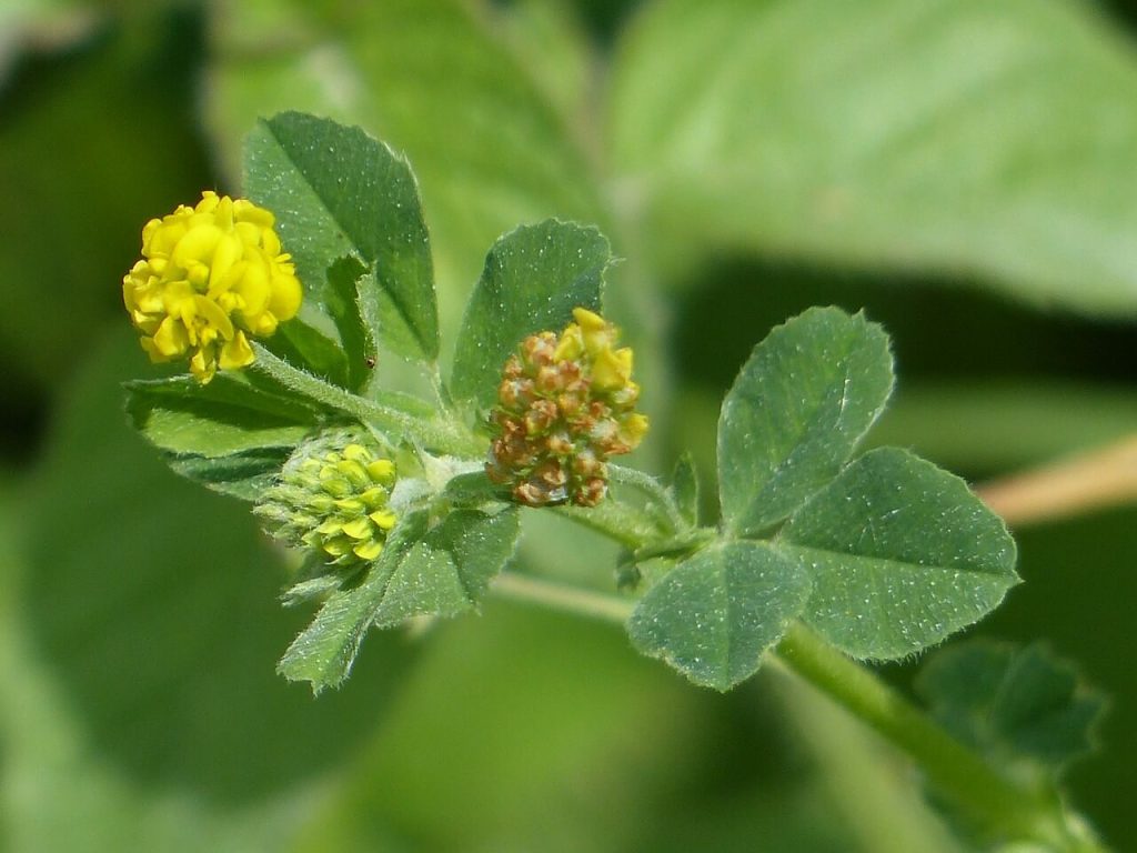 51+ Different Types Of Clovers With Names, Facts and Pictures
