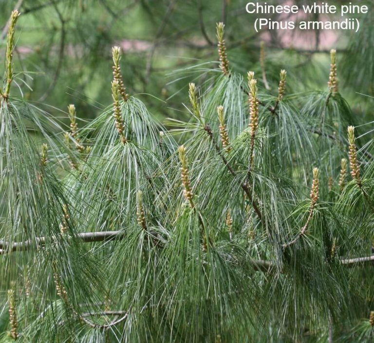 60+ Different Types Of Pine Trees (With Names and Pictures)