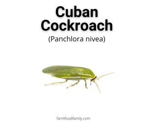 29+ Different Types Of Cockroaches With Pictures: Roach Identification Tips