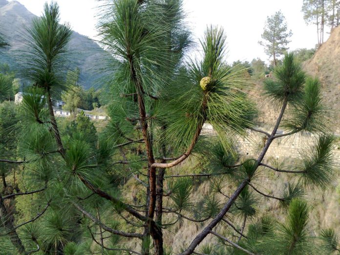 60+ Different Types Of Pine Trees (With Names and Pictures)