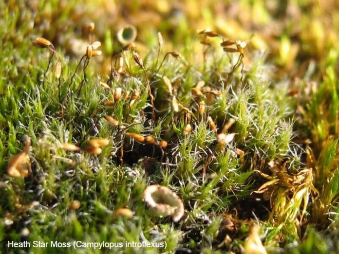 30+ Popular Types Of Mosses With Names, Pictures and Their Uses