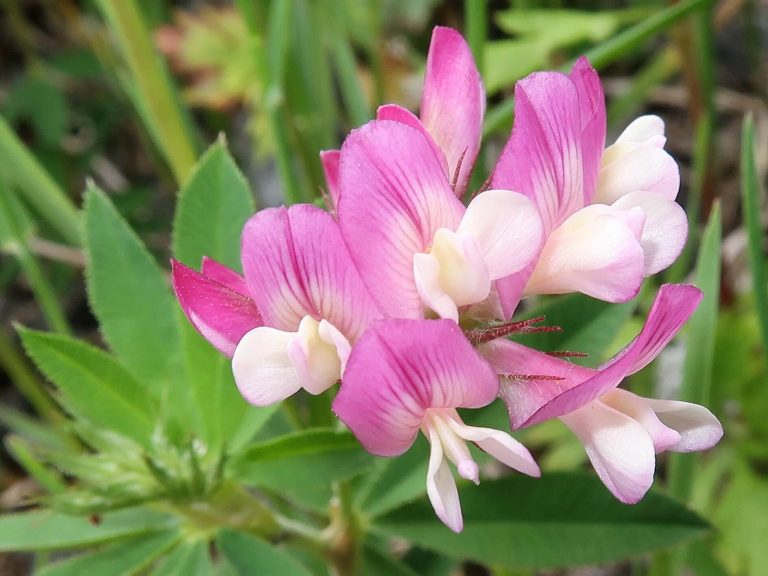 51+ Different Types Of Clovers With Names, Facts and Pictures