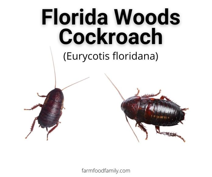 29+ Different Types Of Cockroaches With Pictures: Roach Identification Tips