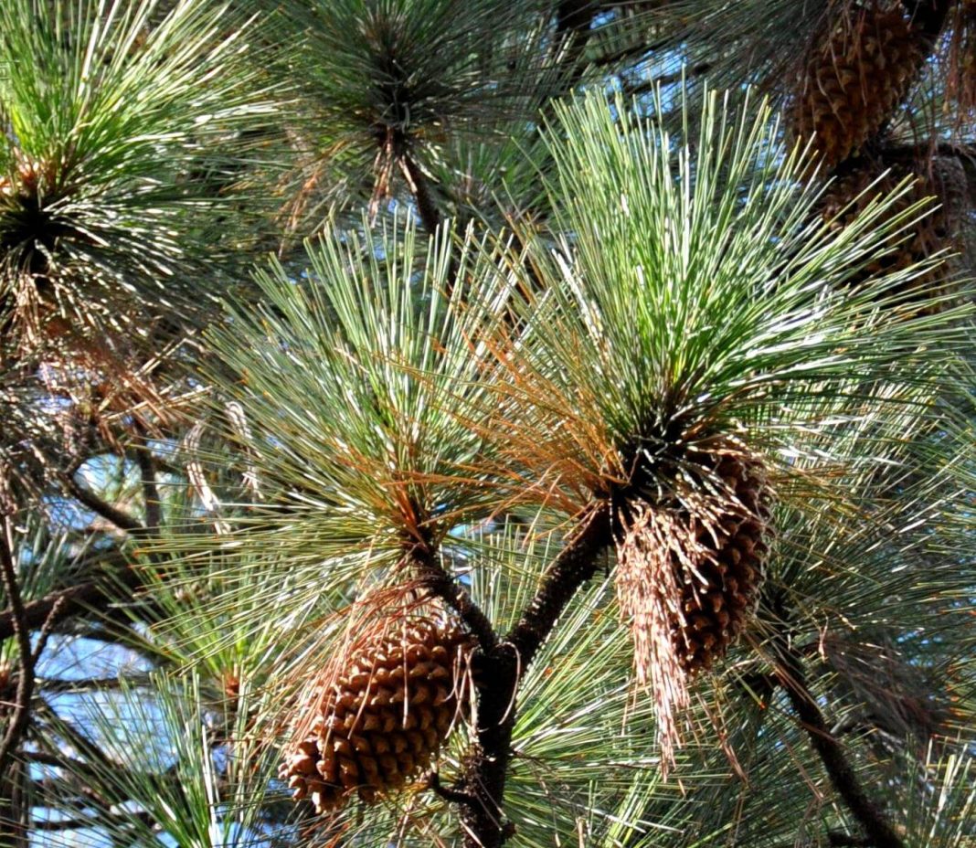 60+ Different Types Of Pine Trees (With Names and Pictures)