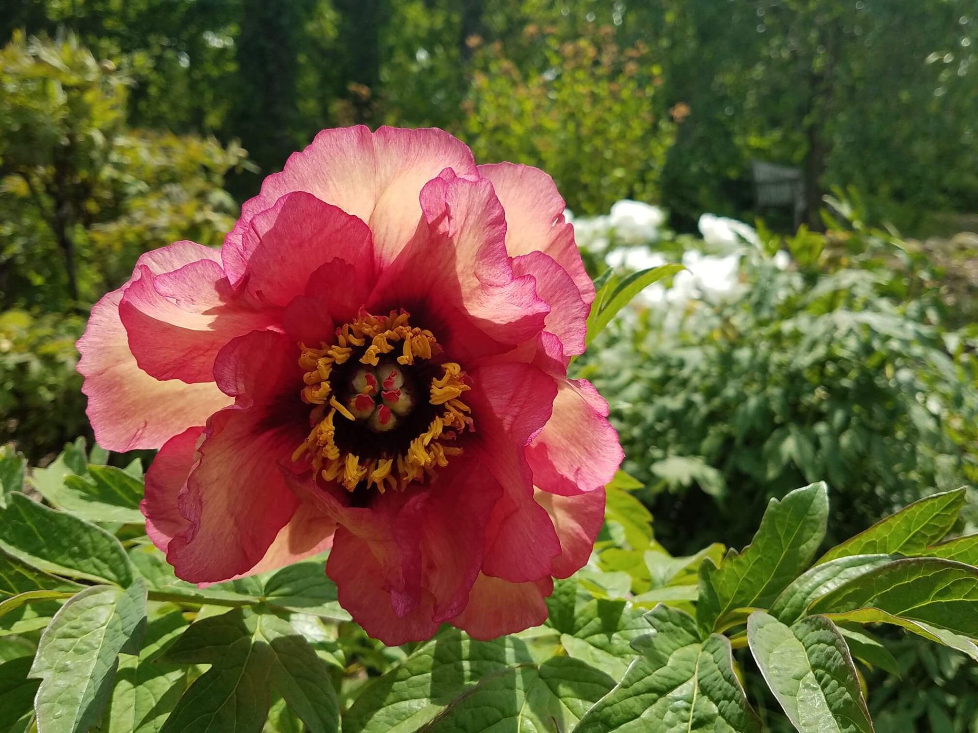 30+ Types Of Peonies - Tree, Herbaceous & Itoh (Pictures & Care Guide)