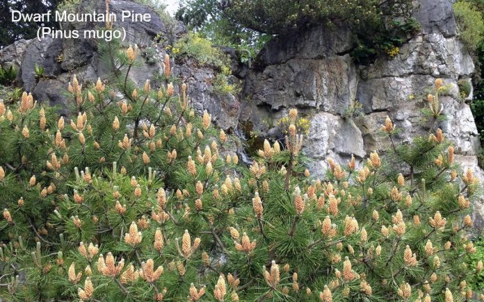 60+ Different Types Of Pine Trees (With Names and Pictures)