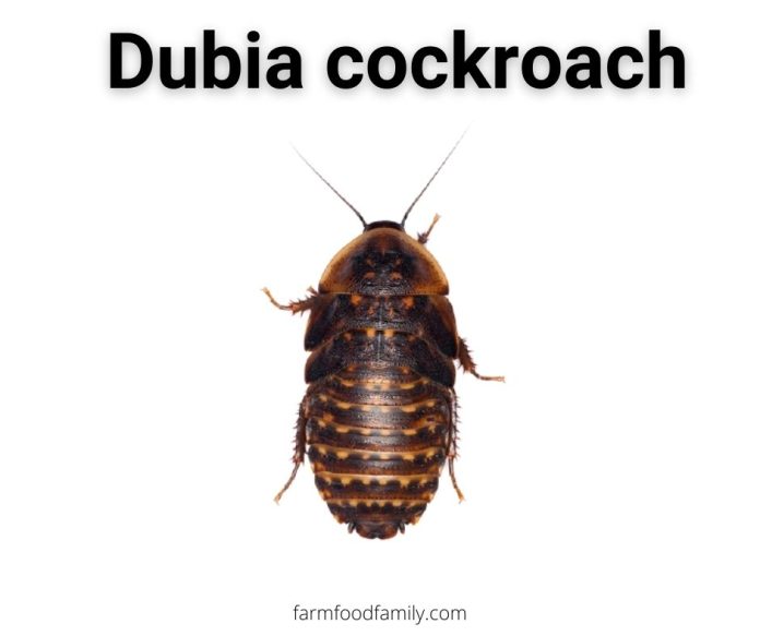29+ Different Types Of Cockroaches With Pictures: Roach Identification Tips