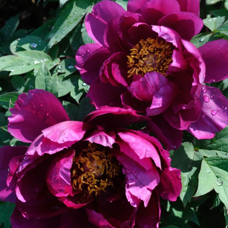 30+ Types Of Peonies - Tree, Herbaceous & Itoh (Pictures & Care Guide)