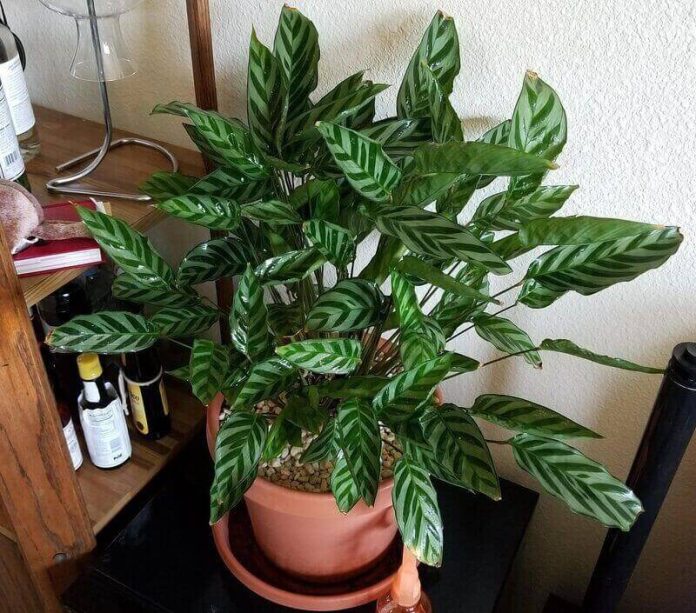 Calathea: Varieties, Growing and Care For Rattlesnake Plant, Zebra Plant