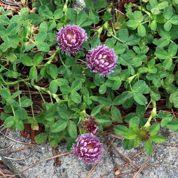 51+ Different Types Of Clovers With Names, Facts and Pictures