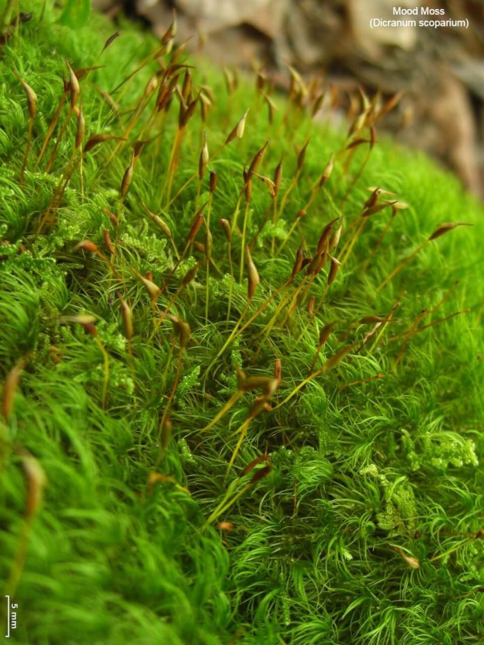 30+ Popular Types Of Mosses With Names, Pictures and Their Uses