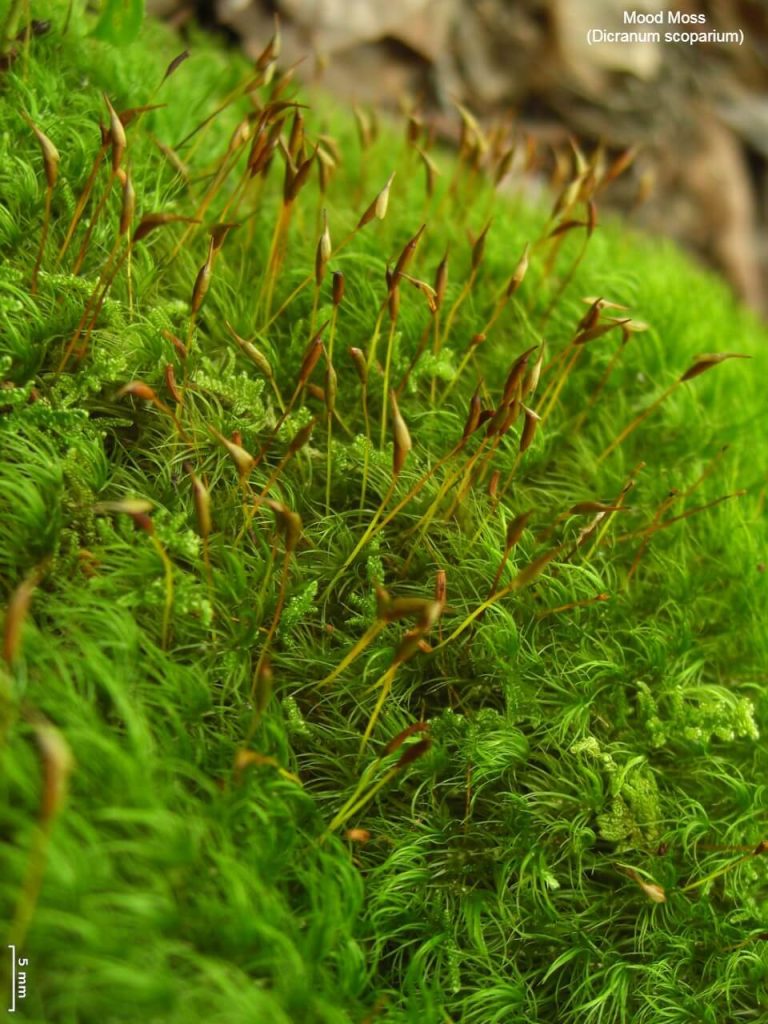 30+ Popular Types Of Mosses With Names, Pictures and Their Uses