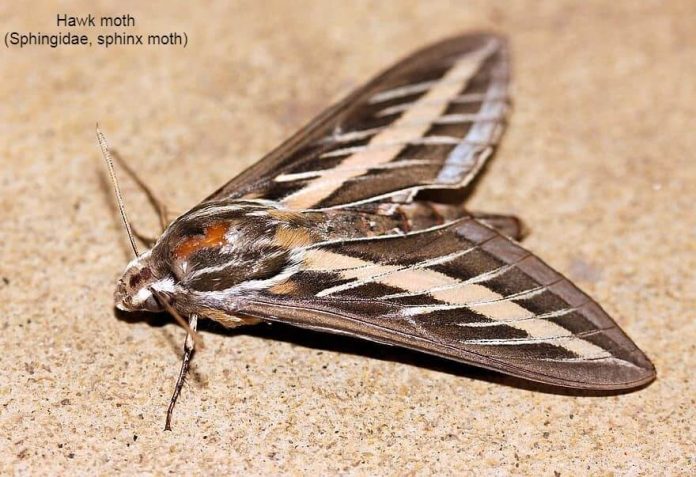 38+ Different Types Of Moths With Identification (Names and Pictures)