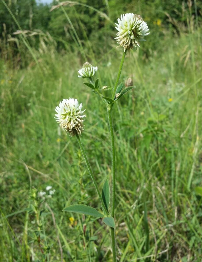 51+ Different Types Of Clovers With Names, Facts and Pictures