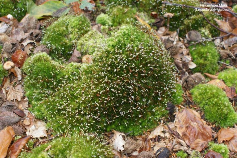 30+ Popular Types Of Mosses With Names, Pictures and Their Uses