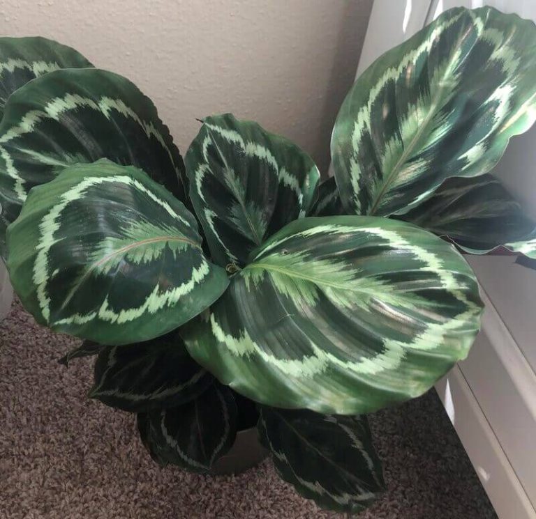 Calathea: Varieties, Growing and Care For Rattlesnake Plant, Zebra Plant