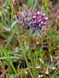 51+ Different Types Of Clovers With Names, Facts and Pictures