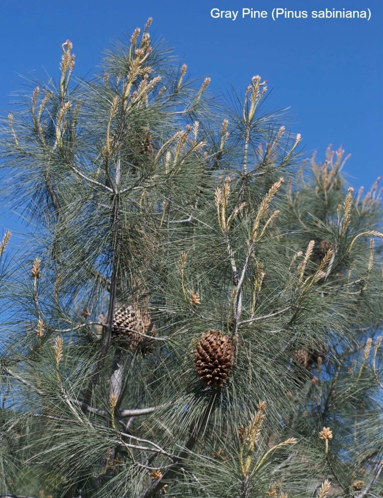 60+ Different Types Of Pine Trees (With Names and Pictures)