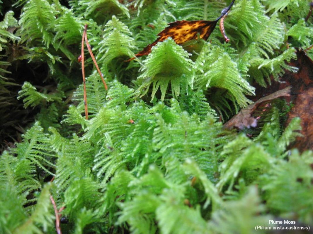 30+ Popular Types Of Mosses With Names, Pictures and Their Uses