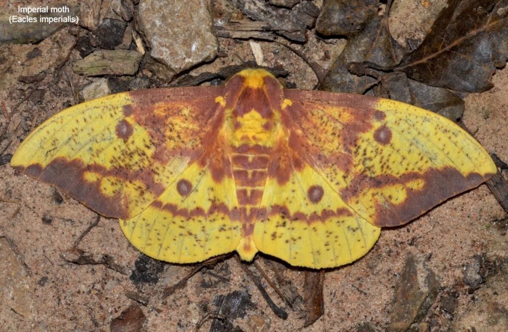 38+ Different Types Of Moths With Identification (Names and Pictures)