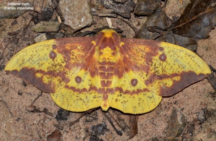 38+ Different Types Of Moths With Identification (Names and Pictures)