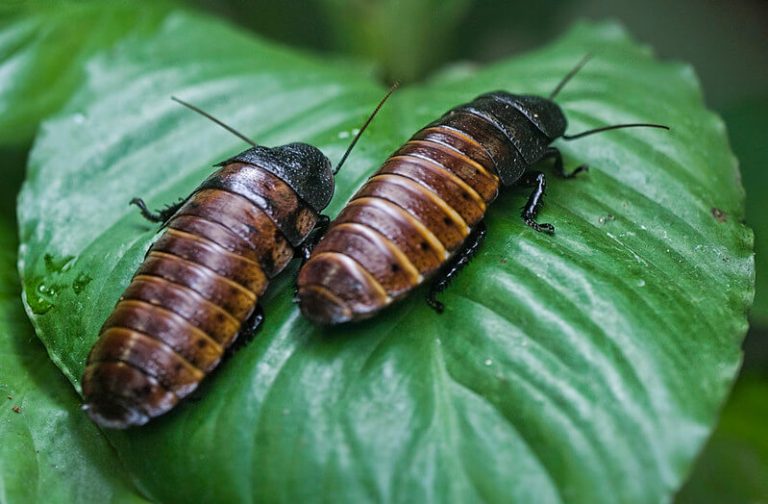 29+ Different Types Of Cockroaches With Pictures: Roach Identification Tips