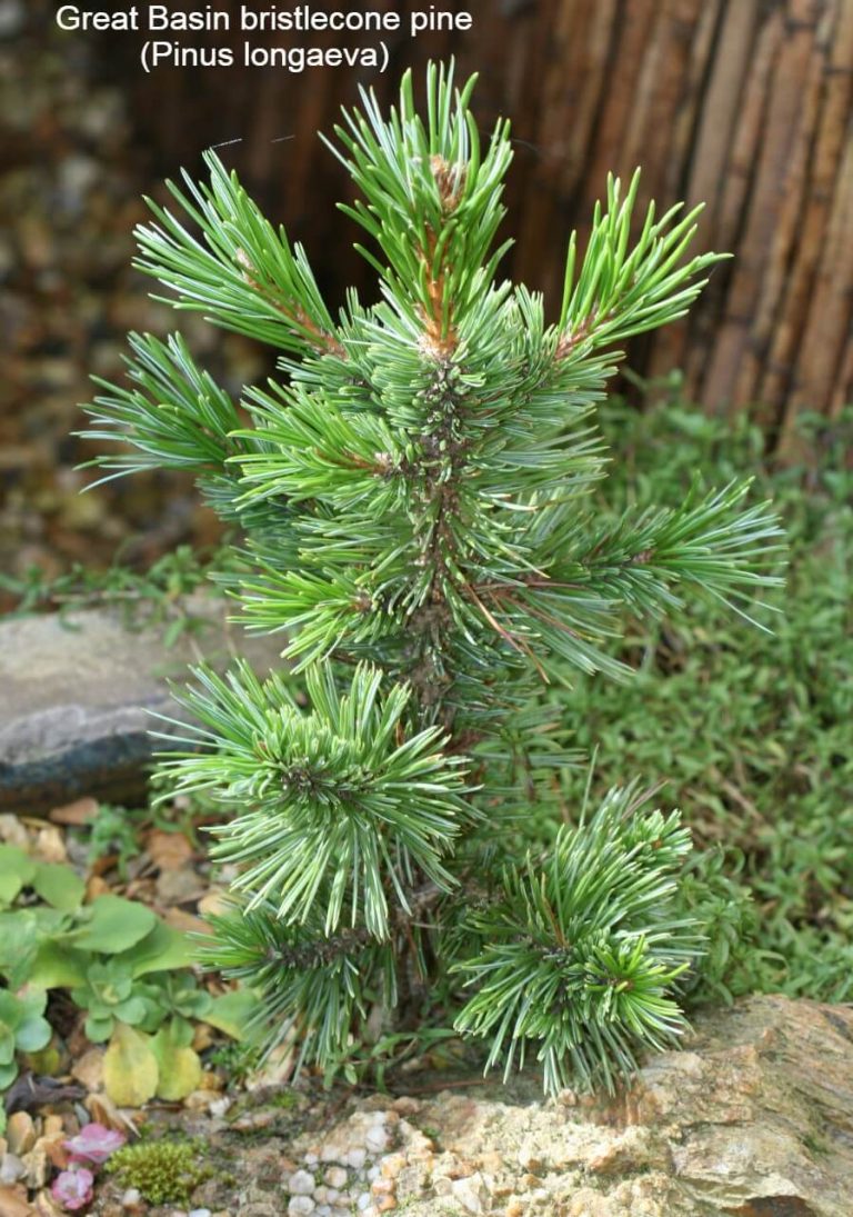 60+ Different Types Of Pine Trees (With Names and Pictures)