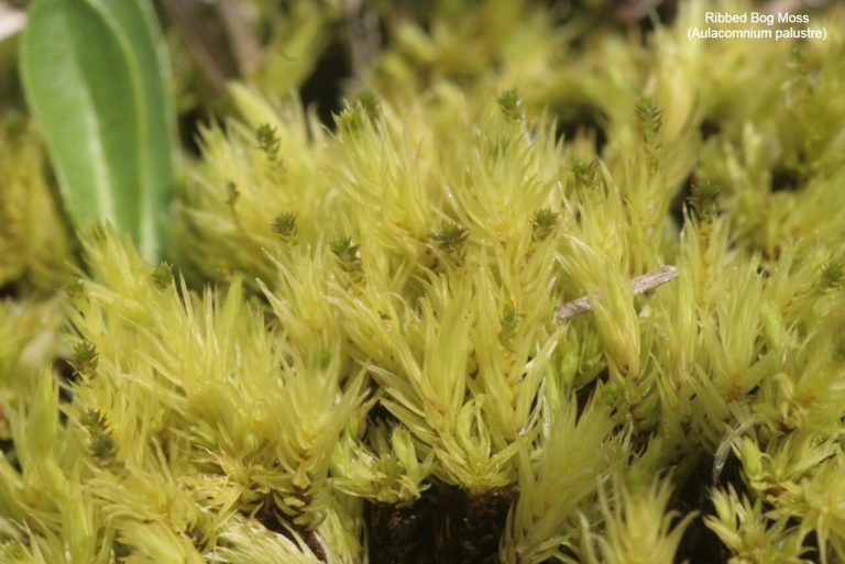 30+ Popular Types Of Mosses With Names, Pictures and Their Uses
