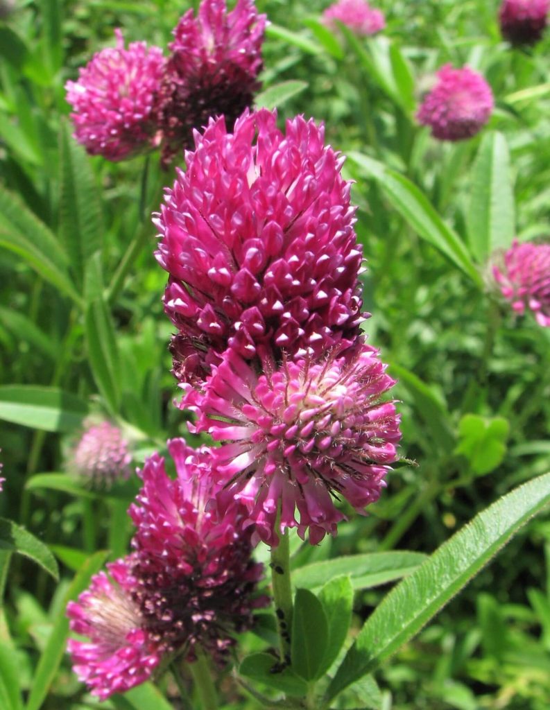 51+ Different Types Of Clovers With Names, Facts and Pictures