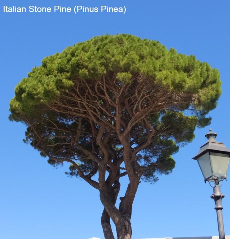 60+ Different Types Of Pine Trees (With Names and Pictures)