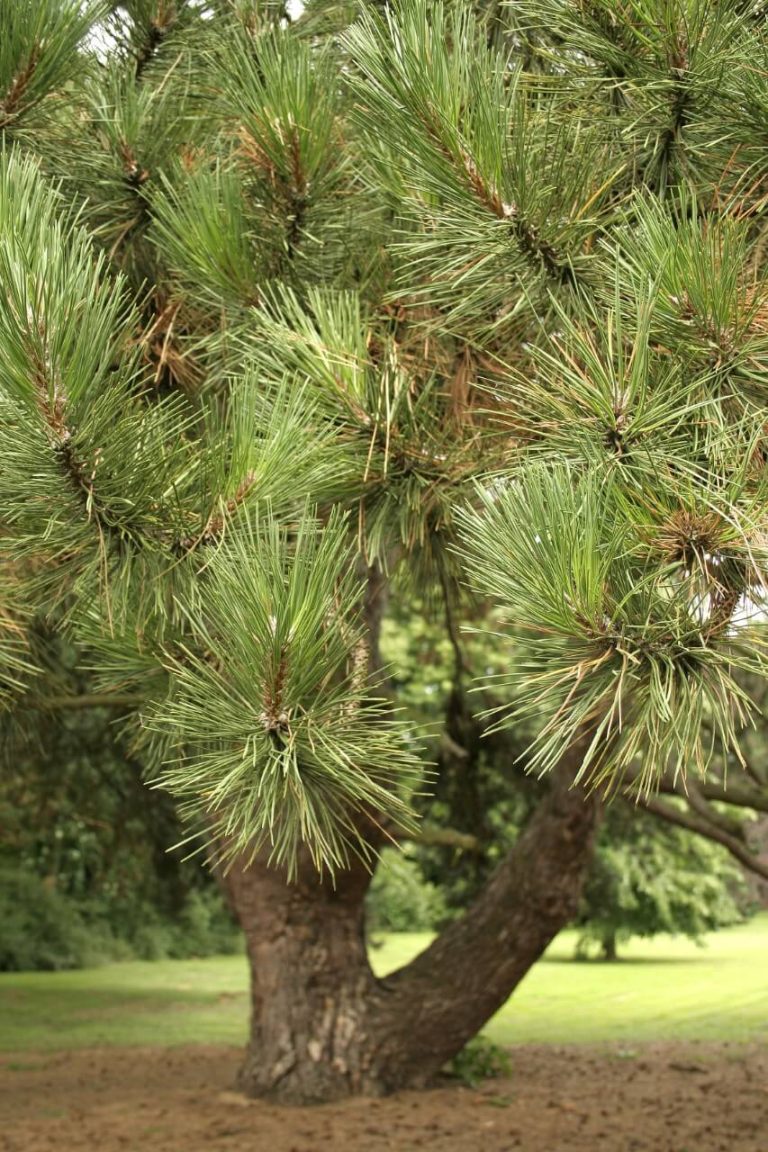 60+ Different Types Of Pine Trees (With Names and Pictures)