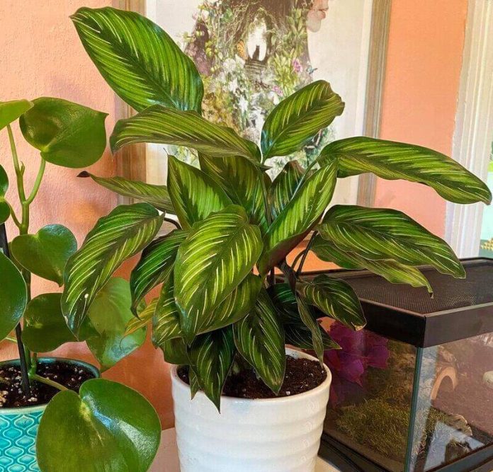 Calathea: Varieties, Growing and Care For Rattlesnake Plant, Zebra Plant
