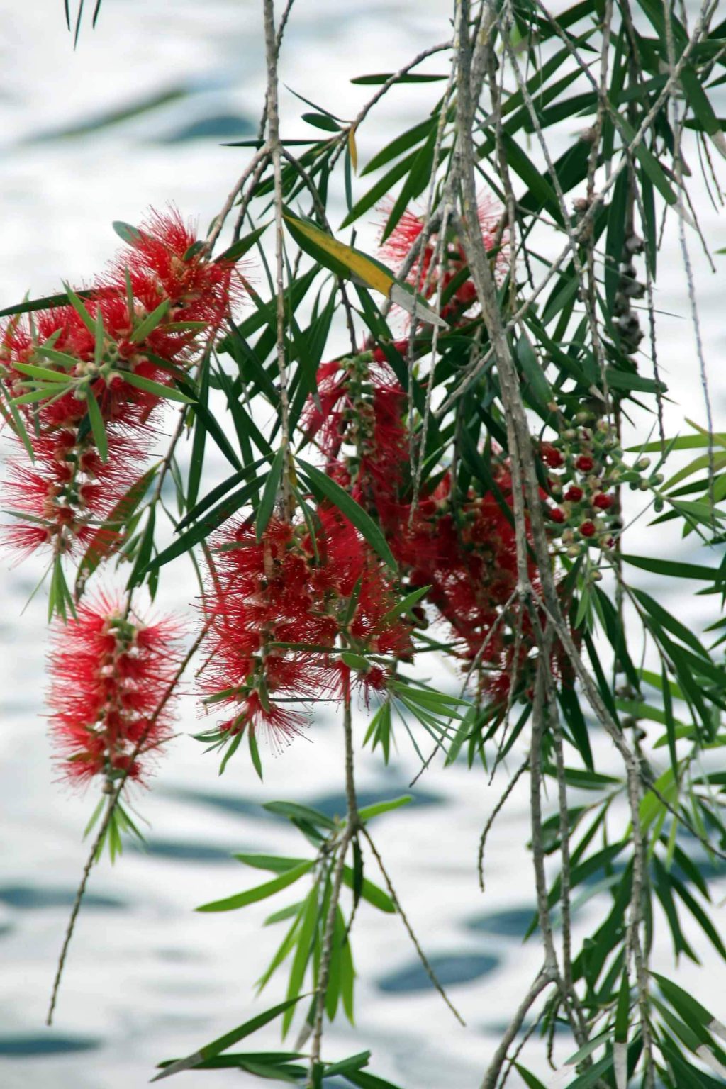 Bottle Brush Tree: Varieties, Growing and Caring For Callistemon