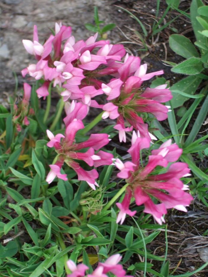 51+ Different Types Of Clovers With Names, Facts and Pictures
