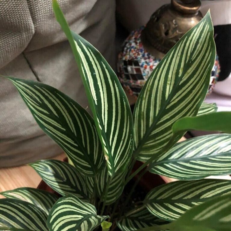 Calathea: Varieties, Growing and Care For Rattlesnake Plant, Zebra Plant