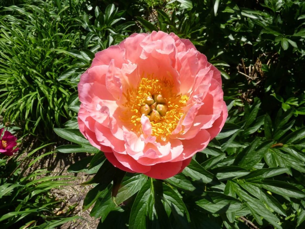 30+ Types Of Peonies - Tree, Herbaceous & Itoh (Pictures & Care Guide)