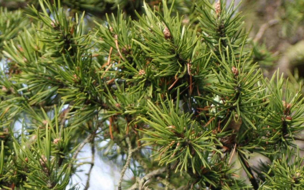 60+ Different Types Of Pine Trees (With Names and Pictures)