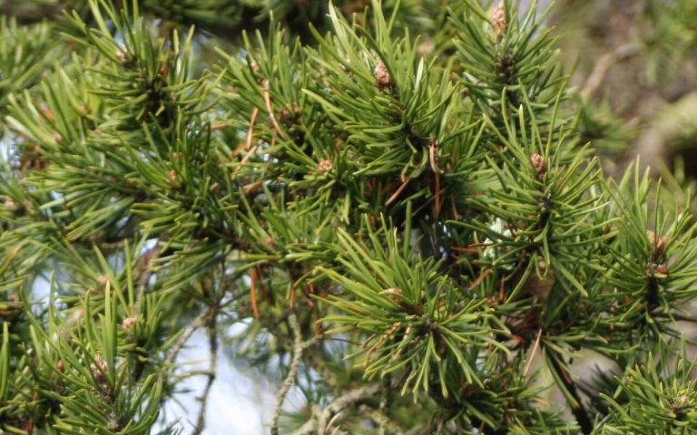 60+ Different Types Of Pine Trees (With Names and Pictures)