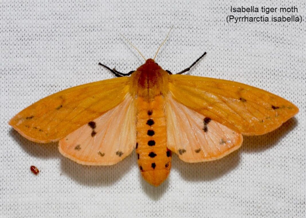 38+ Different Types Of Moths With Identification (Names and Pictures)