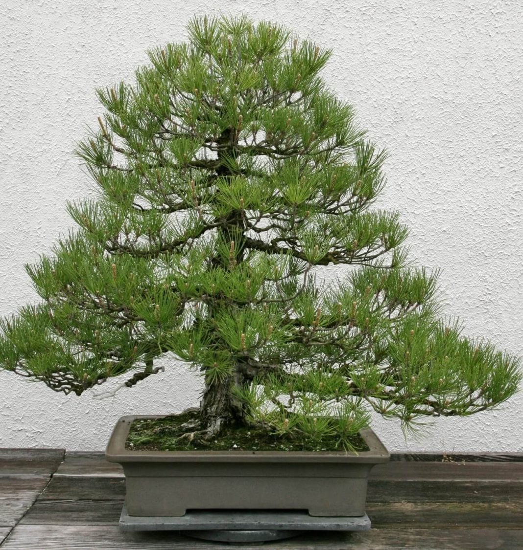 60+ Different Types Of Pine Trees (With Names and Pictures)