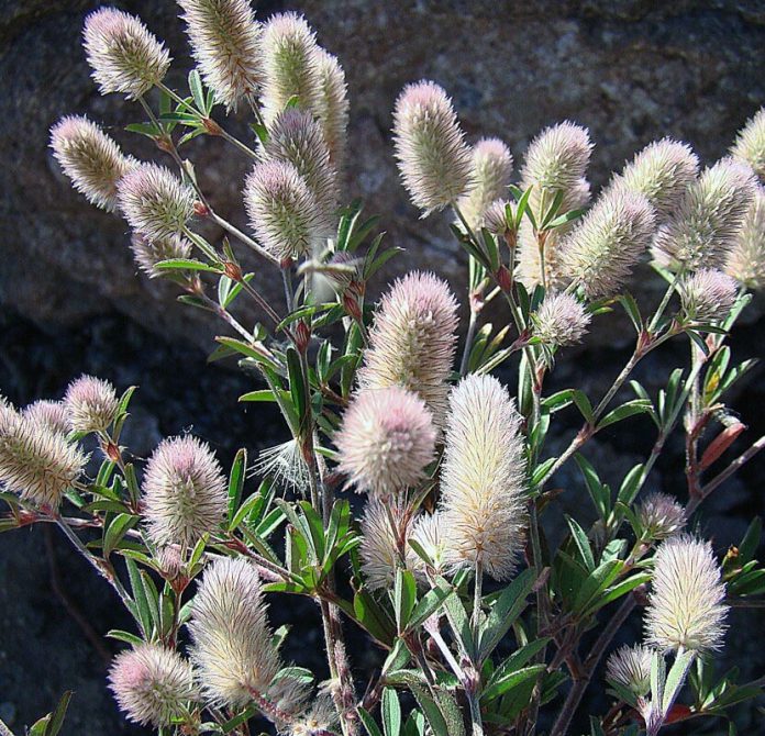 51+ Different Types Of Clovers With Names, Facts and Pictures