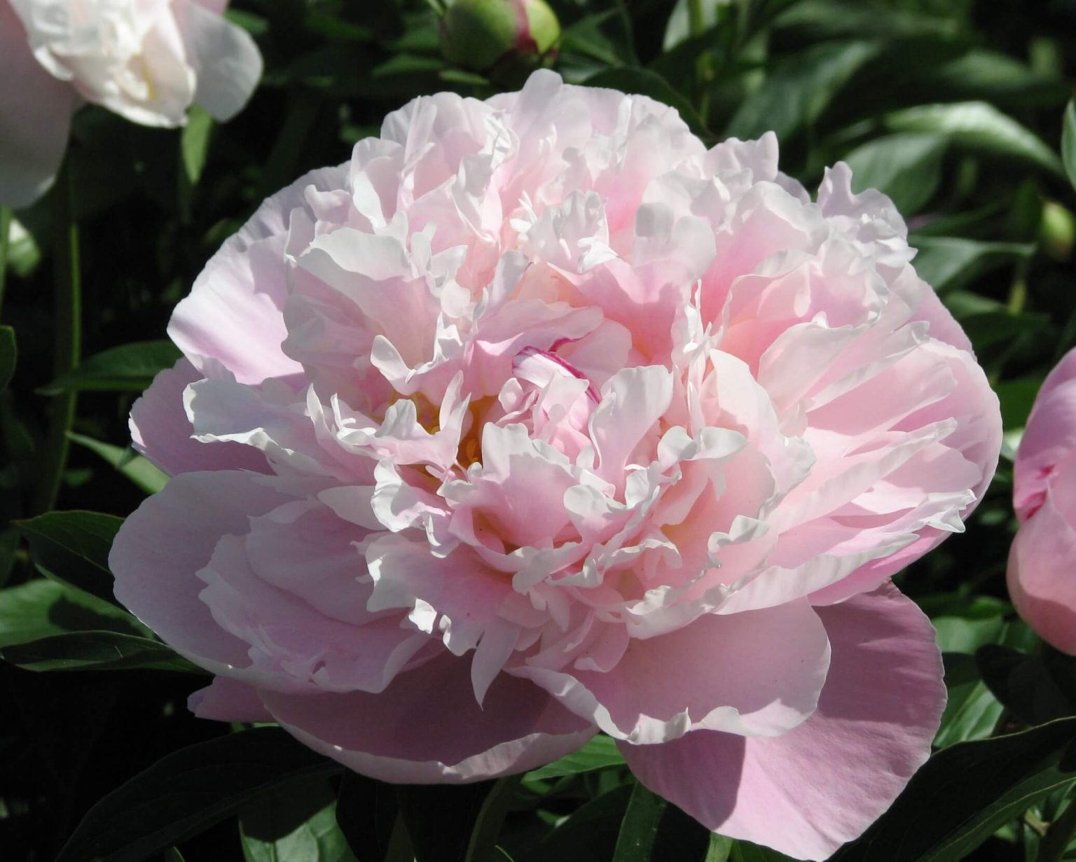 30+ Types Of Peonies - Tree, Herbaceous & Itoh (Pictures & Care Guide)